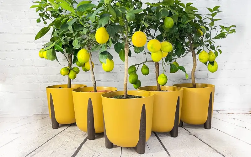 E: 30/12 (MD) Win 1 of 5 stunning lemon trees worth £58 each ...