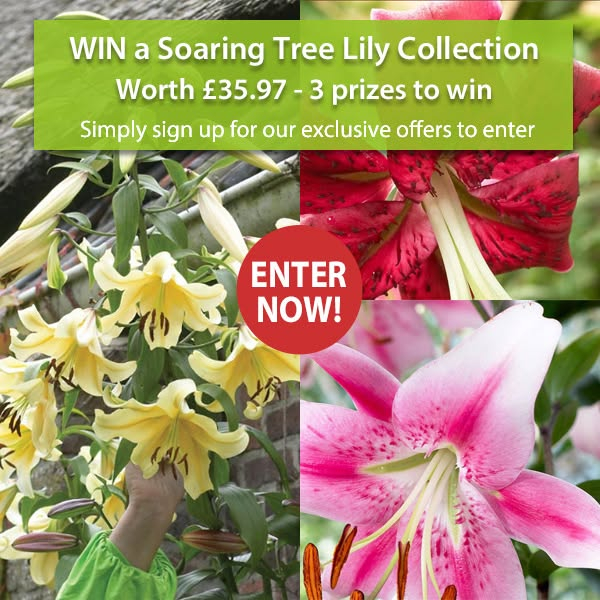 E: 31/01 Win a Soaring Tree Lily Collection - worth £35.97 (NL ...